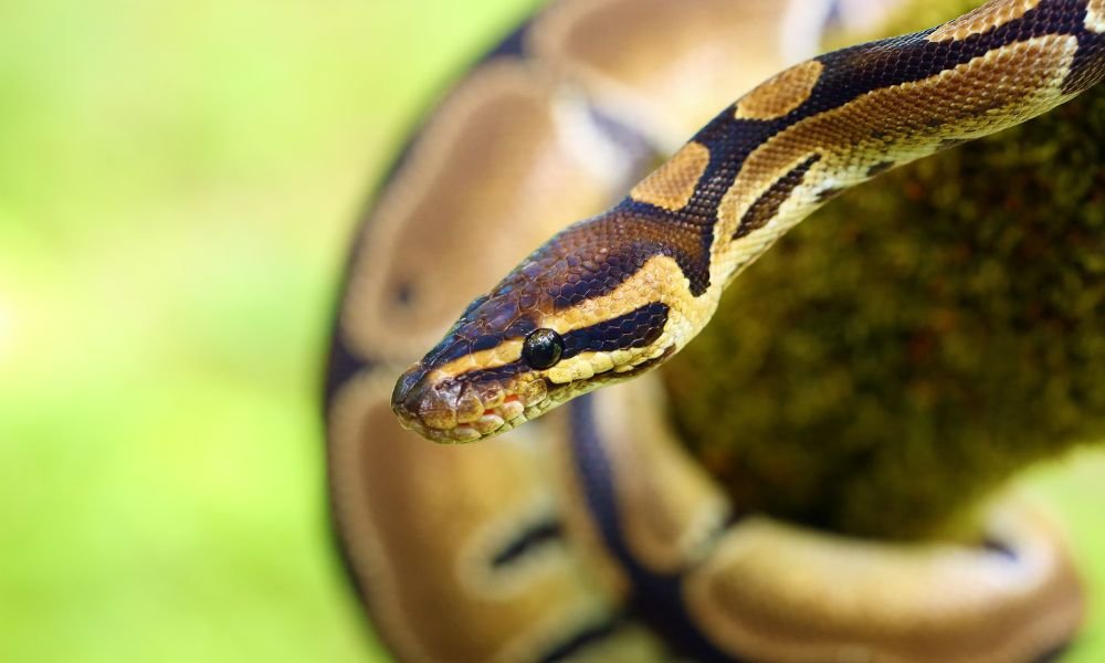 4 Myths and Misconceptions About Hunting