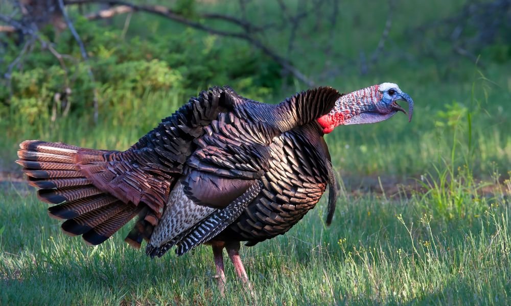 What Are the Easiest Animals To Hunt for Beginners?