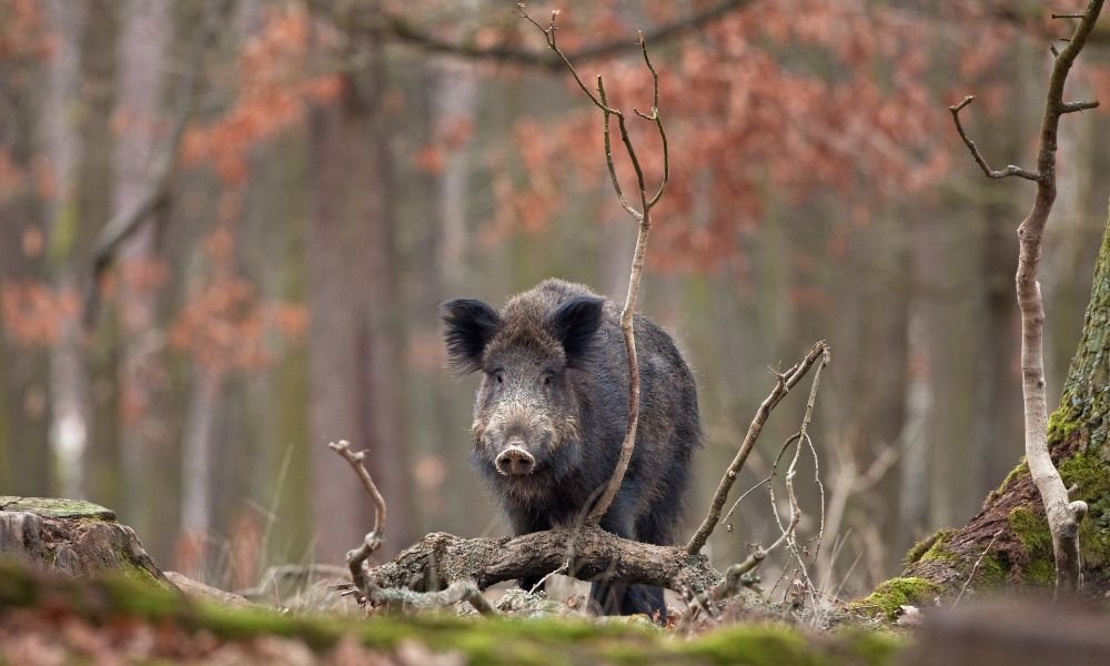 What To Expect On Your First Wild Hog Hunt