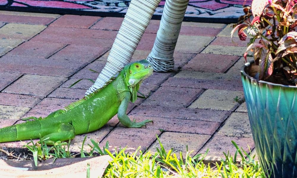 Popular Methods for Hunting Invasive Iguana