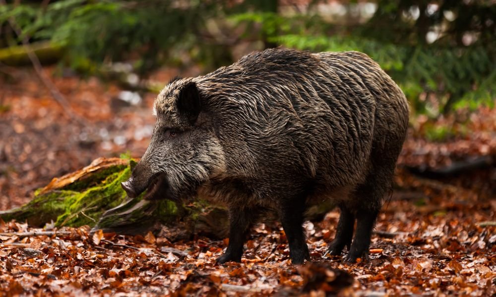 5 Things You Should Know About Florida Hog Hunting